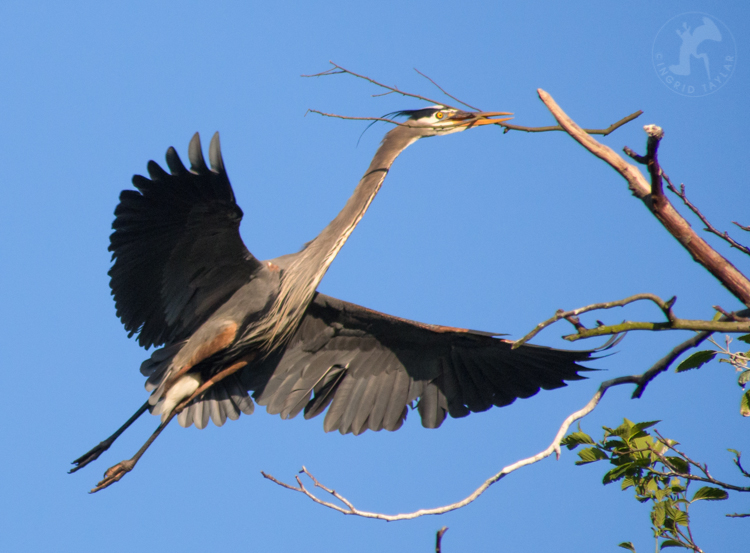 Great Blue Resilience - Ingrid Taylar Foto