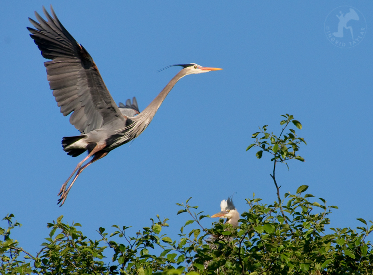 Great Blue Resilience - Ingrid Taylar Foto